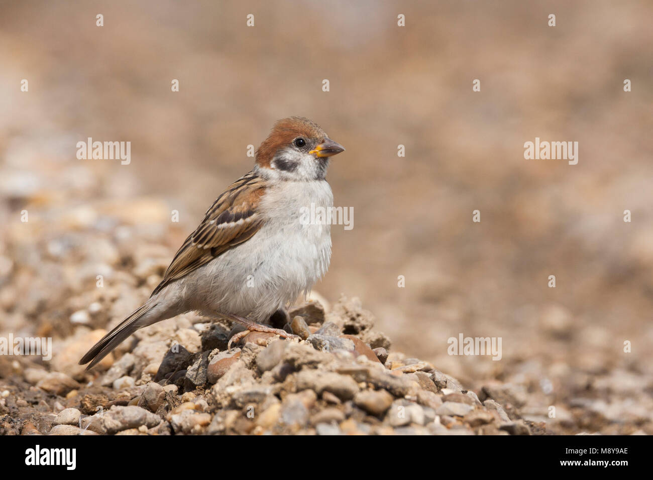 Juvenile tree sparrow hi-res stock photography and images - Alamy