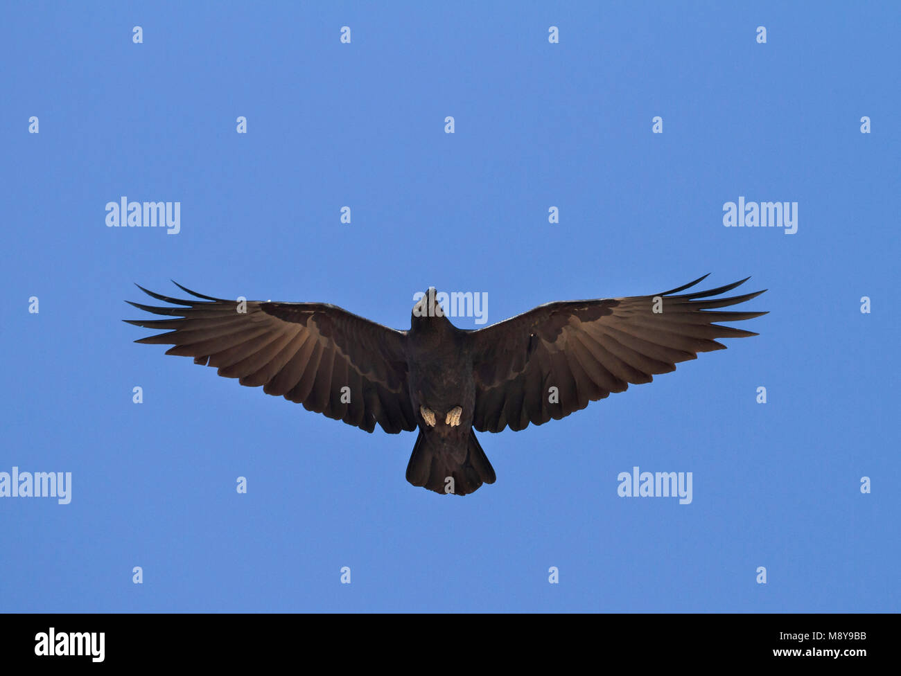 Fan-tailed Raven - Borstenrabe - Corvus rhipidurus, Oman Stock Photo ...