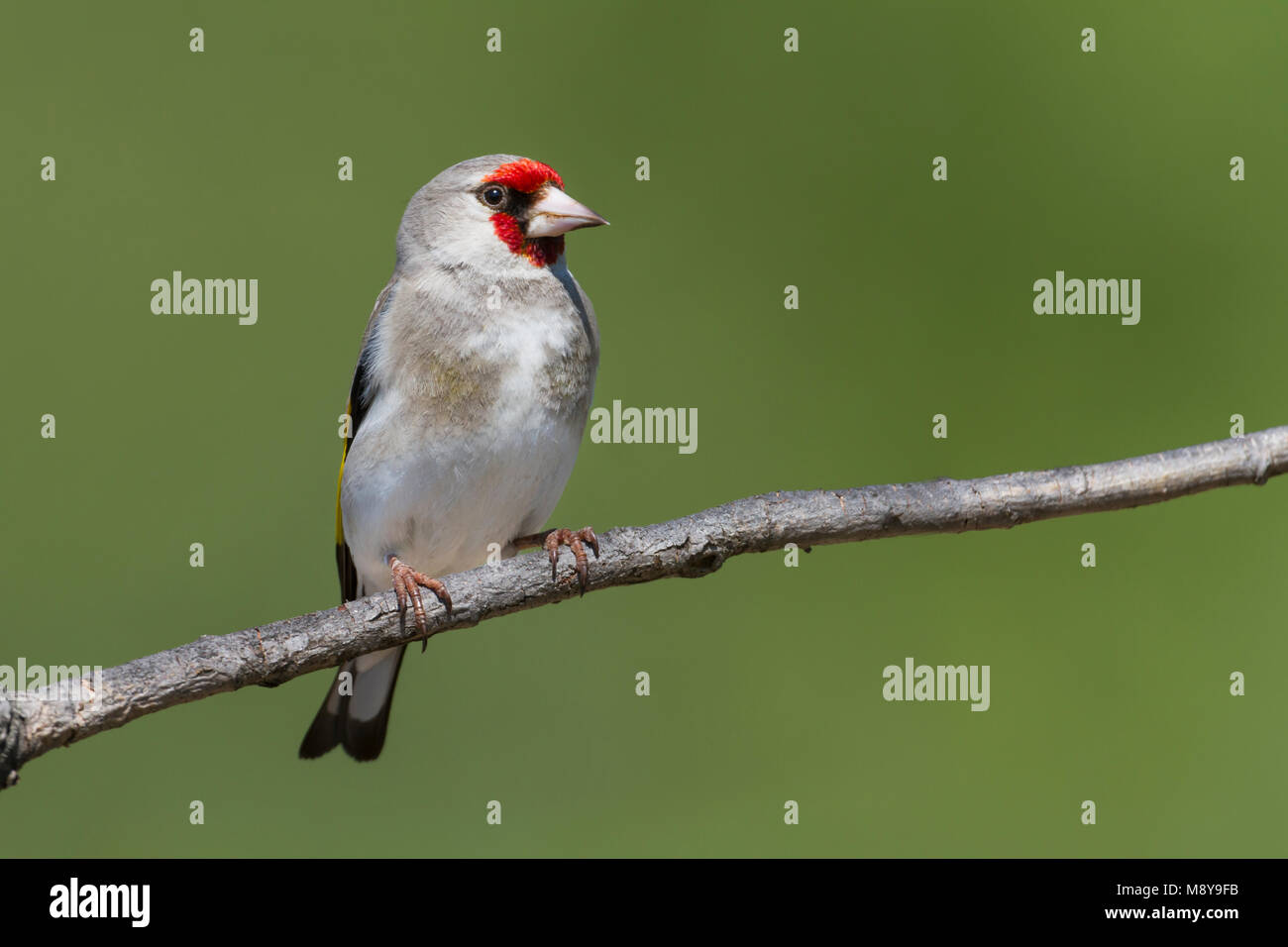 Goldfinch bird hi-res stock photography and images - Alamy