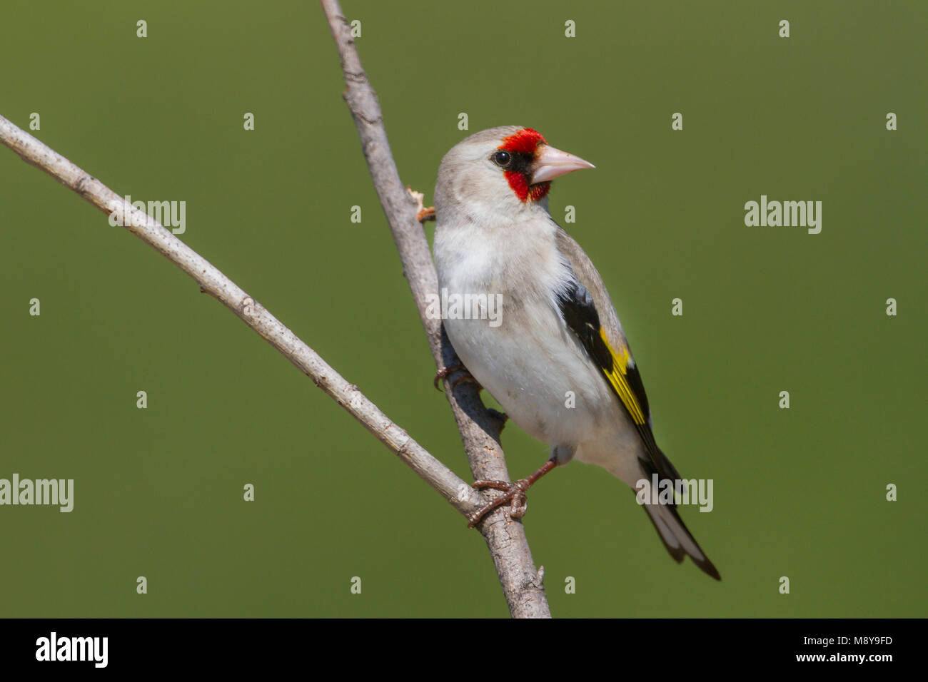 Grey-headed Goldfinch - Stieglitz - Carduelis carduelis ssp. caniceps ...