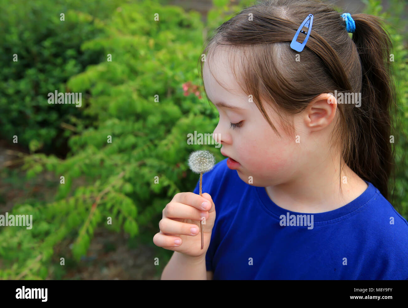 Little girl blowing dandelion Stock Photo - Alamy