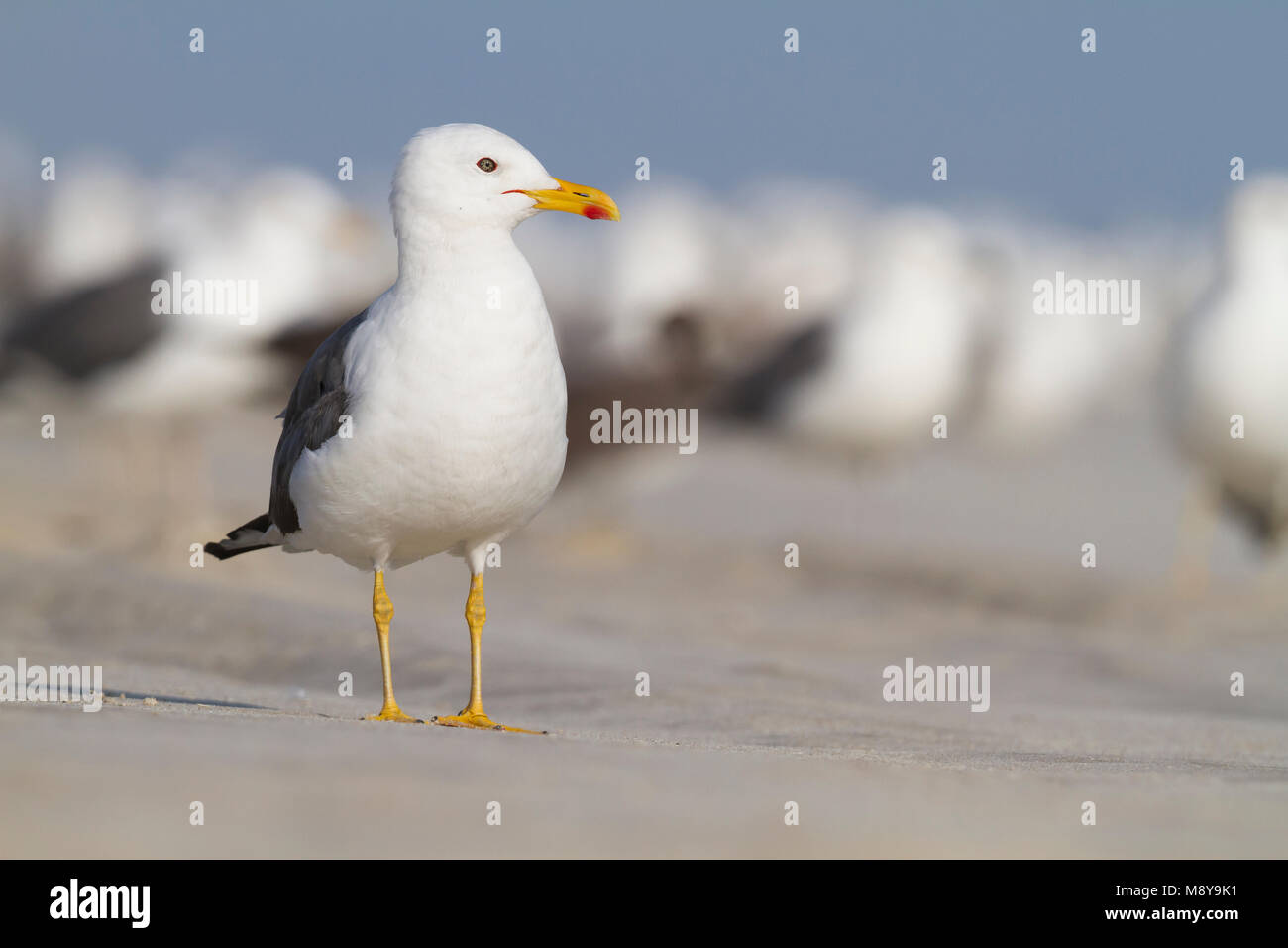 Heuglins gull larus fuscus heuglini hi-res stock photography and images ...