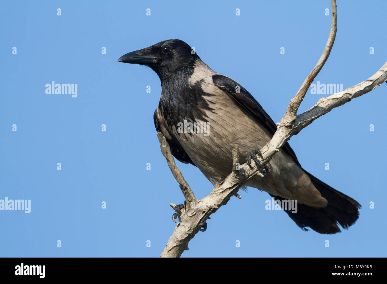 Hooded Crow - Nebelkrähe - Corvus cornix ssp. pallescens, Cyprus Stock ...