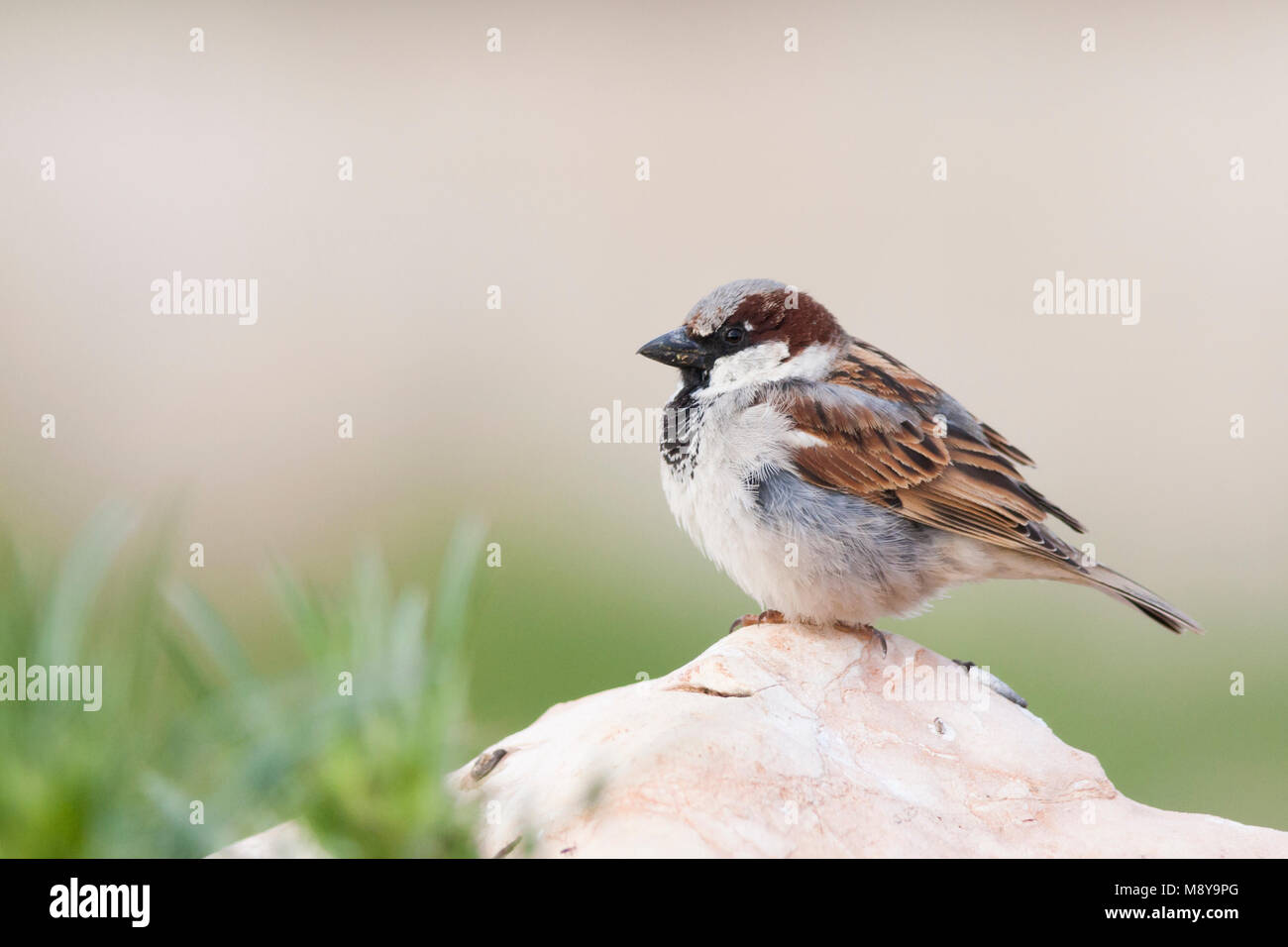 Passer domesticus ssp biblicus hi-res stock photography and images - Alamy