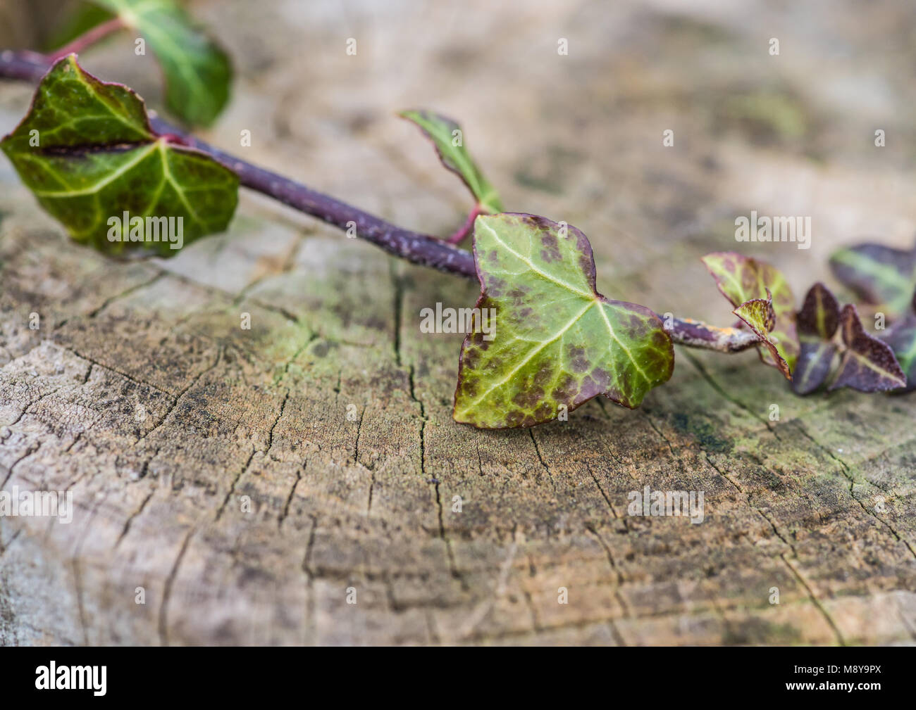 A macro shot of some small ivy leaves on top of a fence post Stock ...