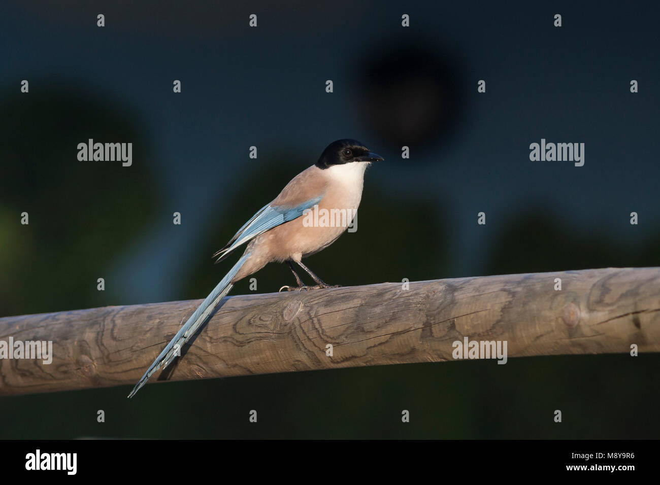 Blauwe Ekster, Iberian Magpie, Cyanopica cooki Stock Photo - Alamy
