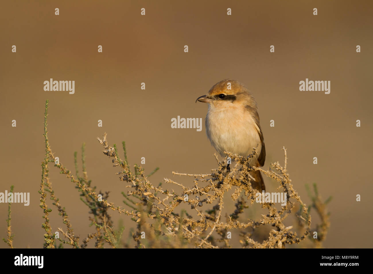 Isabelline Shrike - Isabellwürger - Lanius isabellinus ssp. isabellinus ...