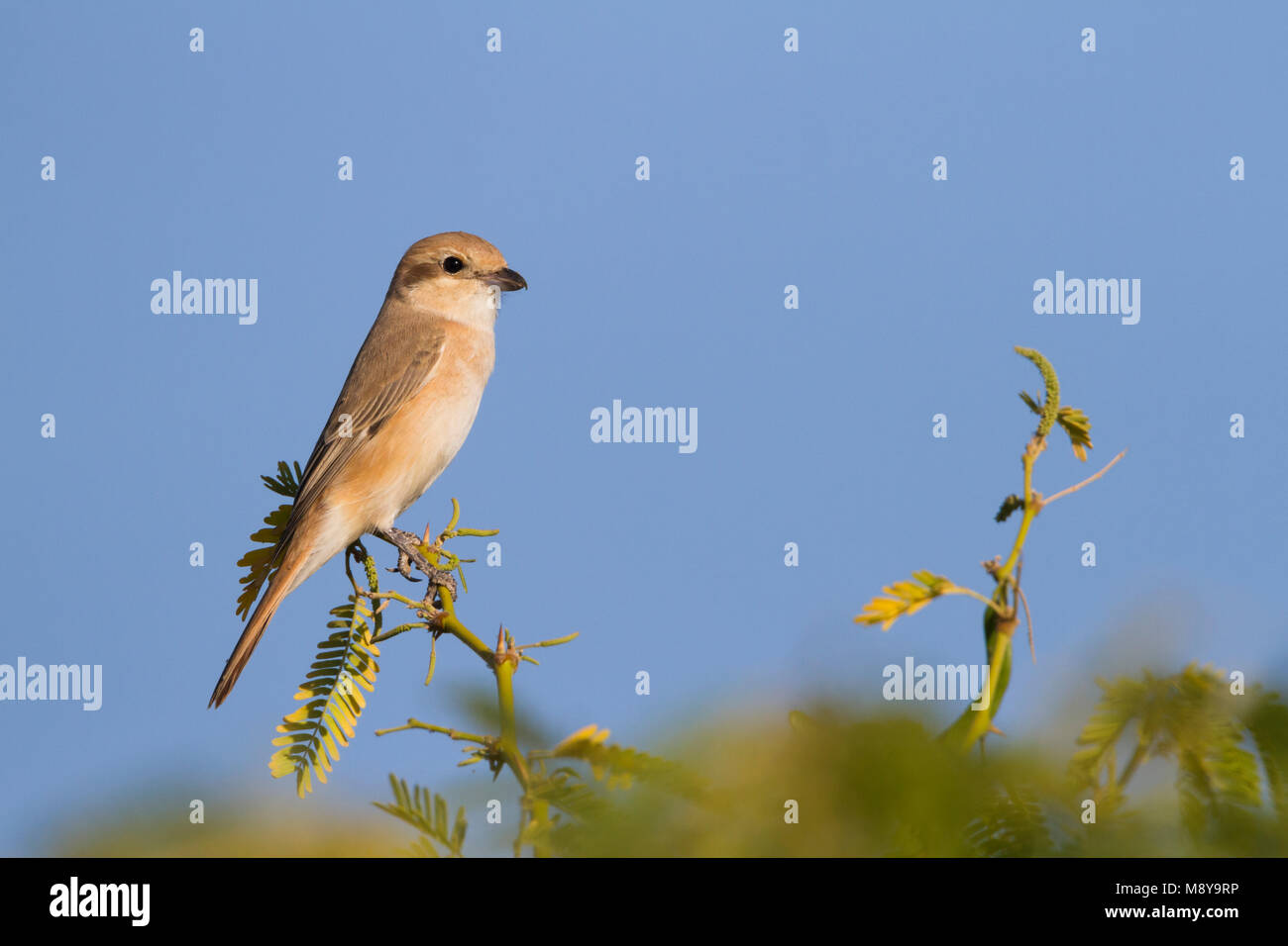 Isabelline Shrike - Isabellwürger - Lanius isabellinus ssp. isabellinus ...