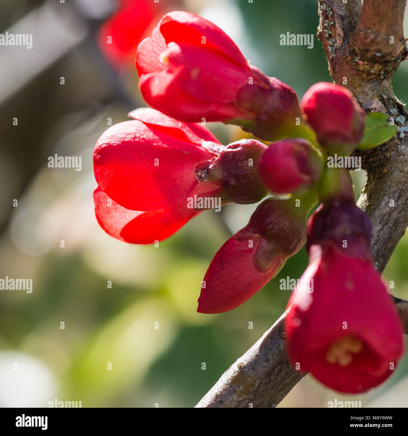 Quince bush fruit hi-res stock photography and images - Alamy