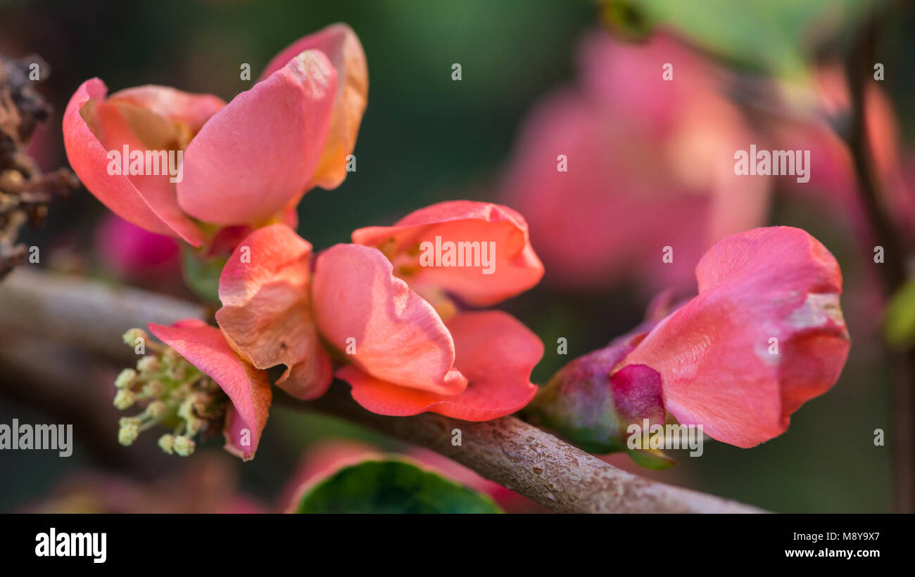 Quince Bush High Resolution Stock Photography and Images - Alamy