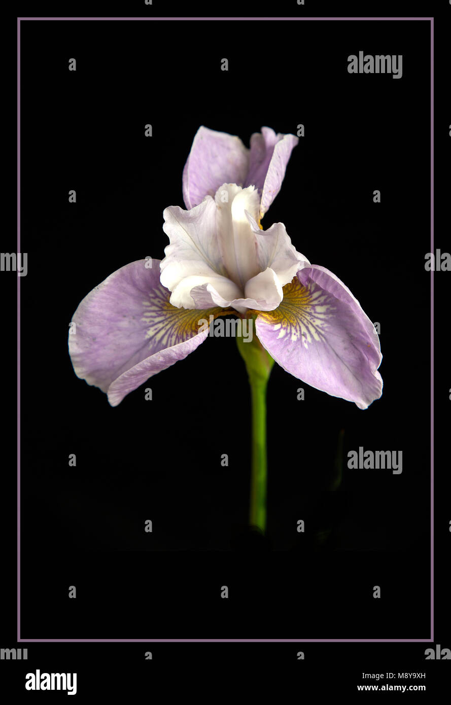 Siberian Iris, "Dance Ballerina Dance Stock Photo - Alamy