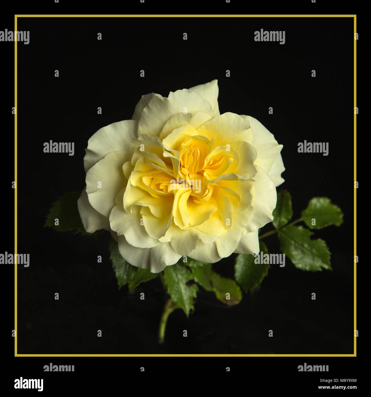 Yellow climbing rose hi-res stock photography and images - Alamy