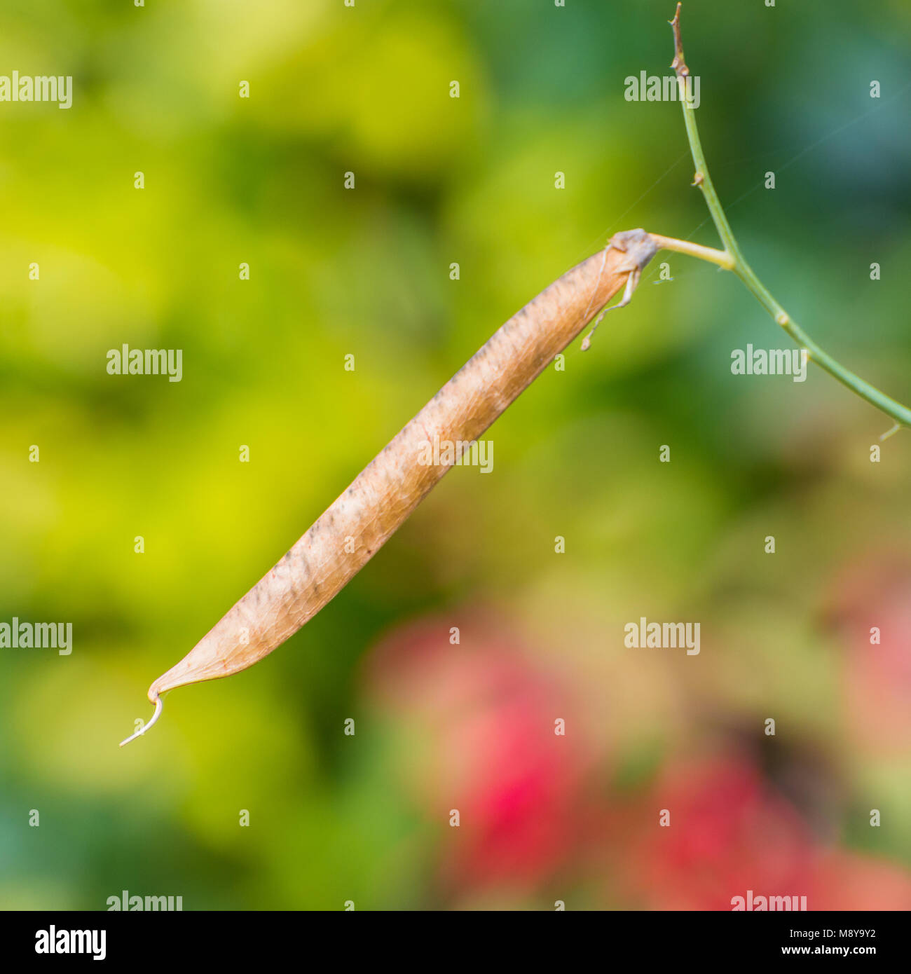 A macro shot of a sweet pea sead pod Stock Photo - Alamy