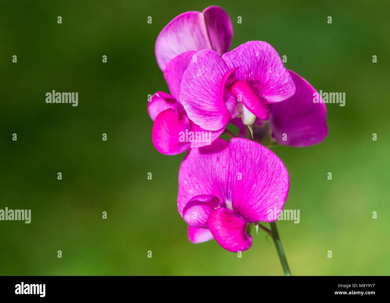 Cluster of pea hi-res stock photography and images - Alamy