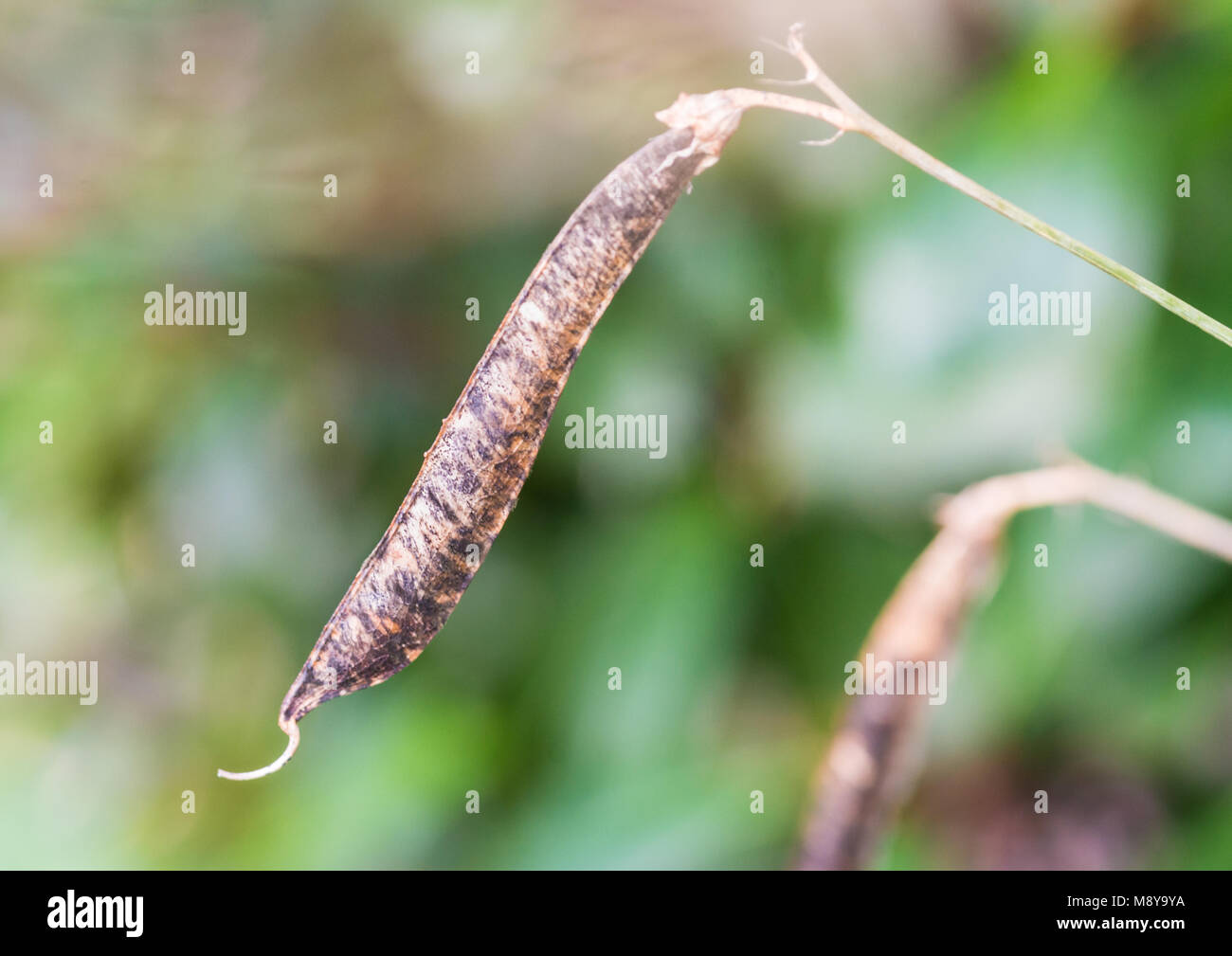 Lathyrus seed hi-res stock photography and images - Alamy