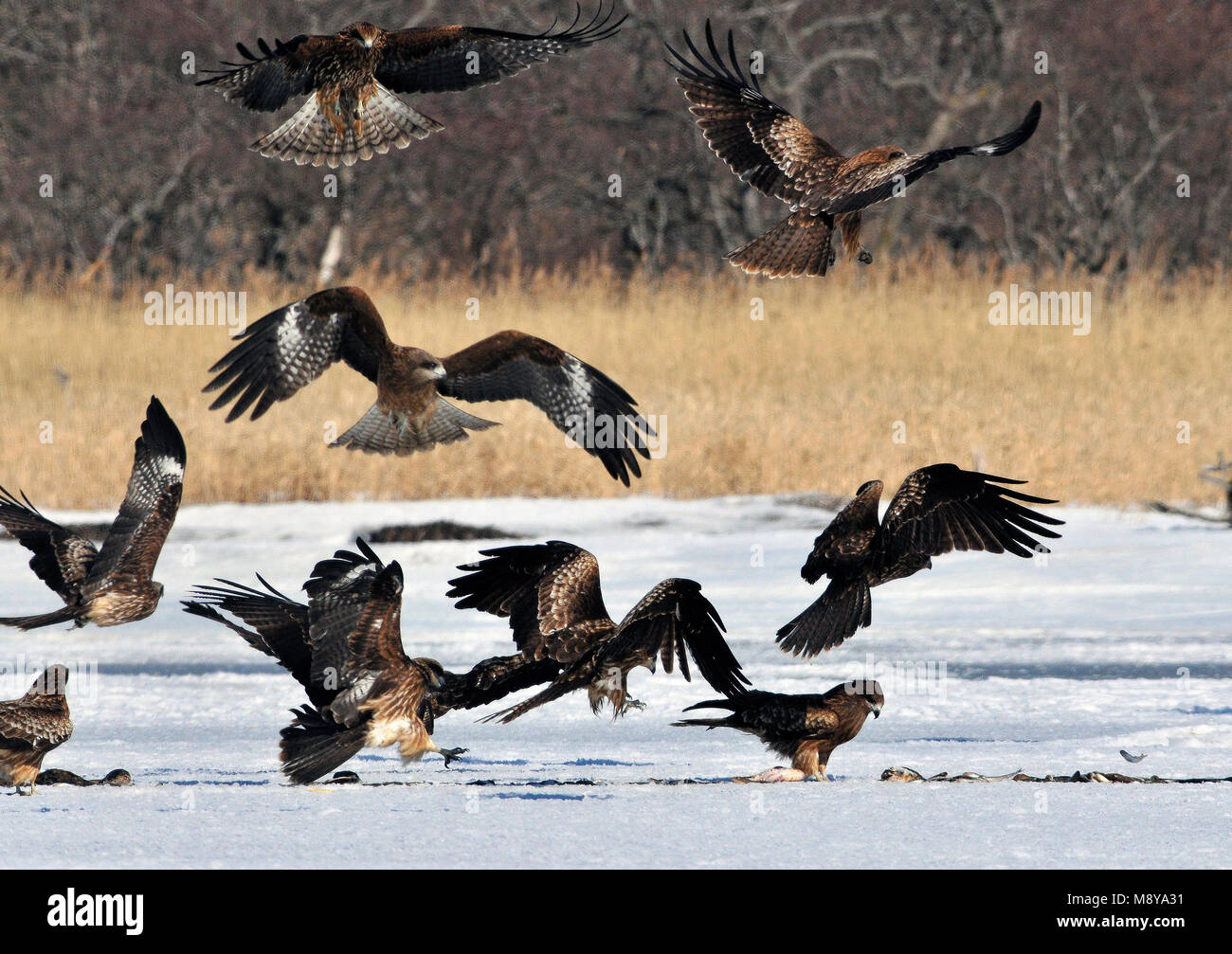 Zwartoorwouw groep opvliegend; Black-eared Kite group flying up Stock ...