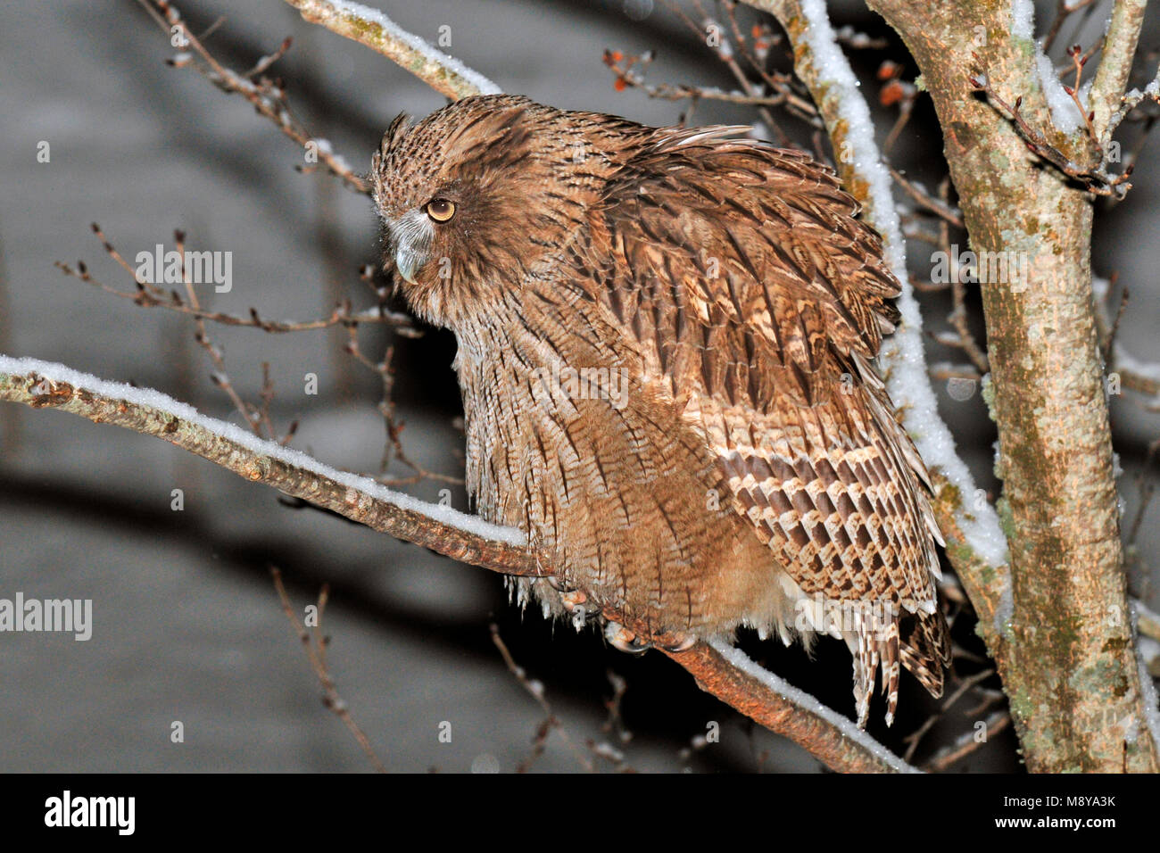 Blakistons fishowl hi-res stock photography and images - Alamy