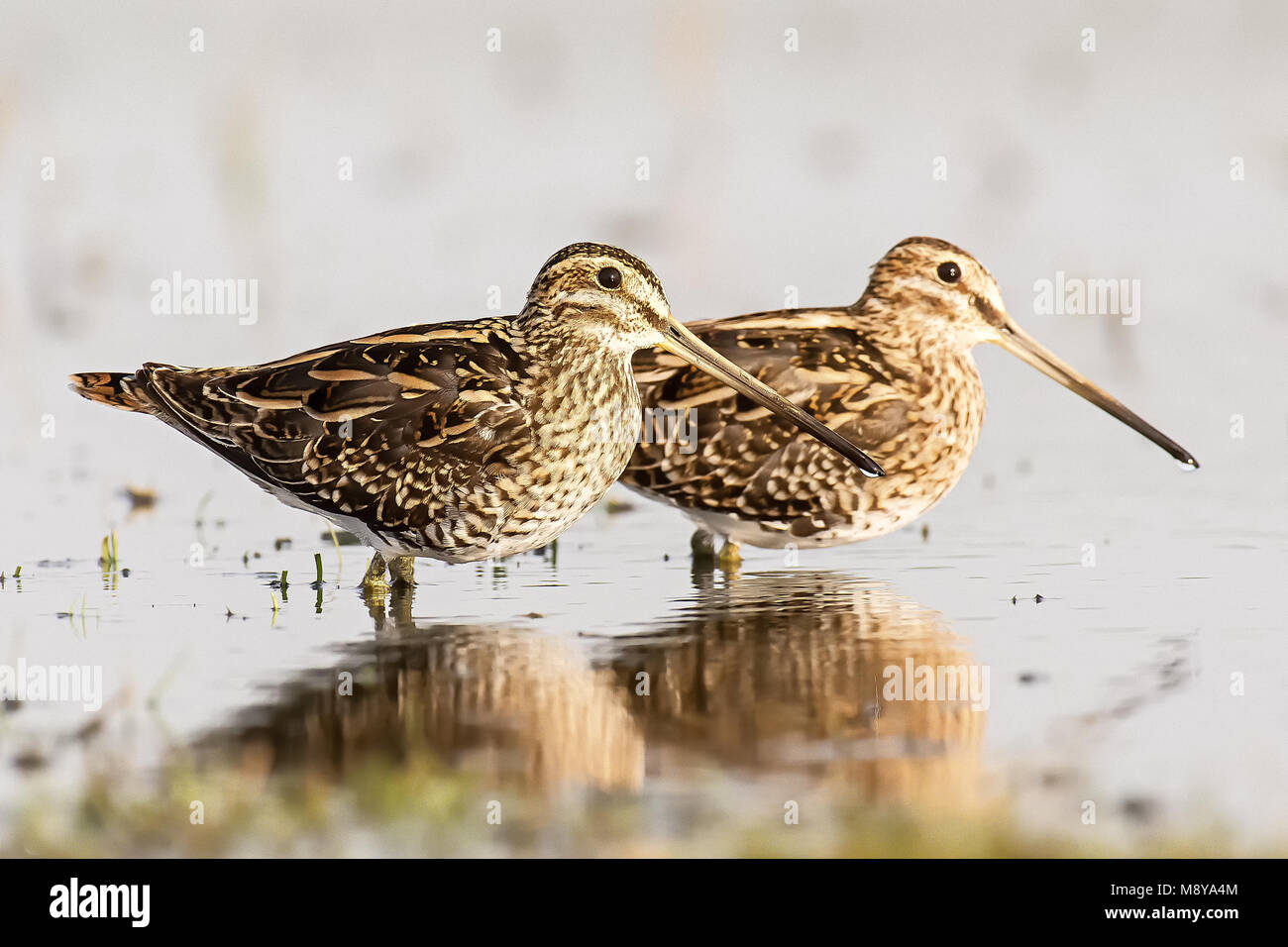 Watersnip, Common Snipe Stock Photo - Alamy
