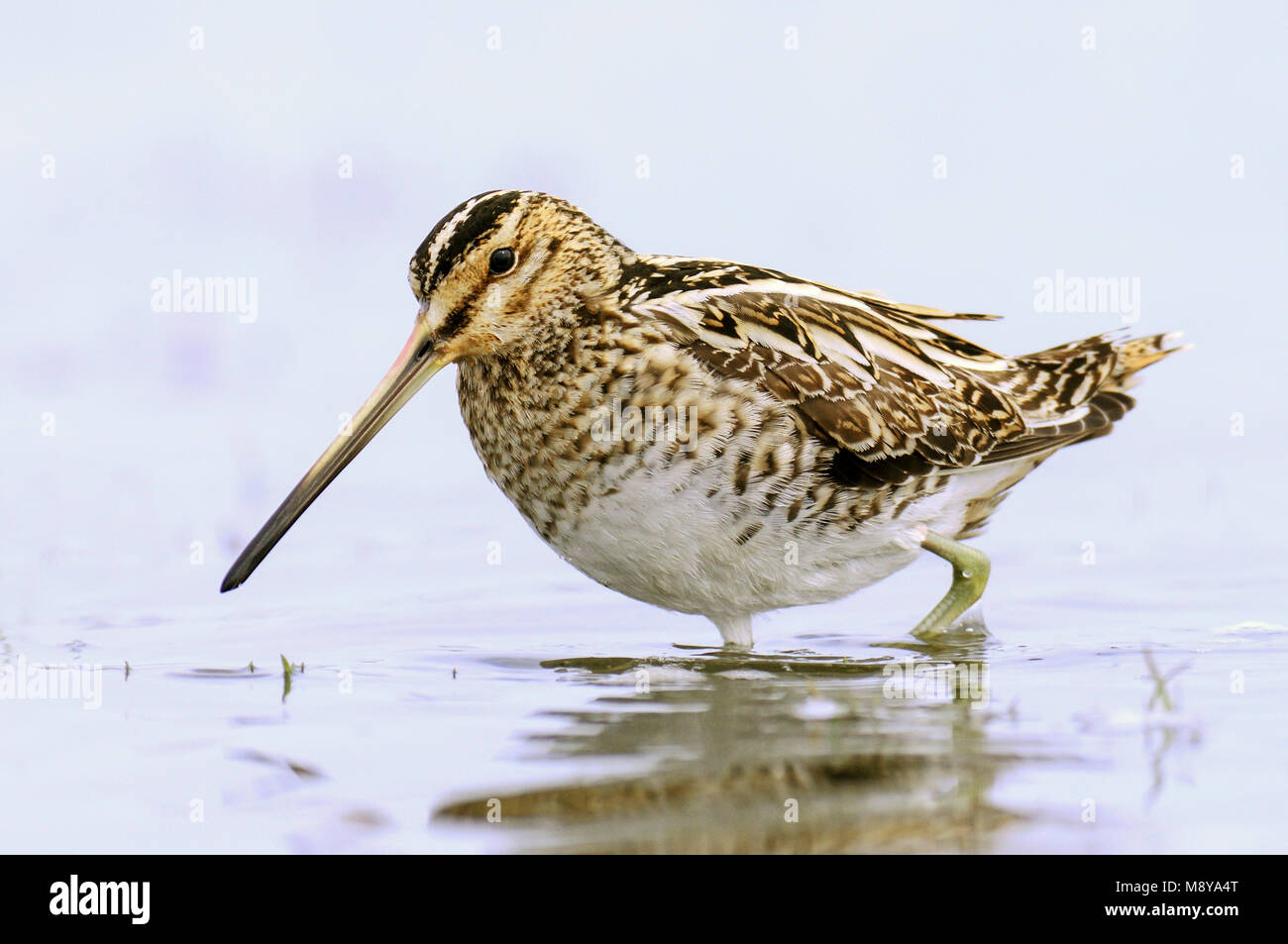 Watersnip op Marken, Common Snipe on Marken Stock Photo - Alamy