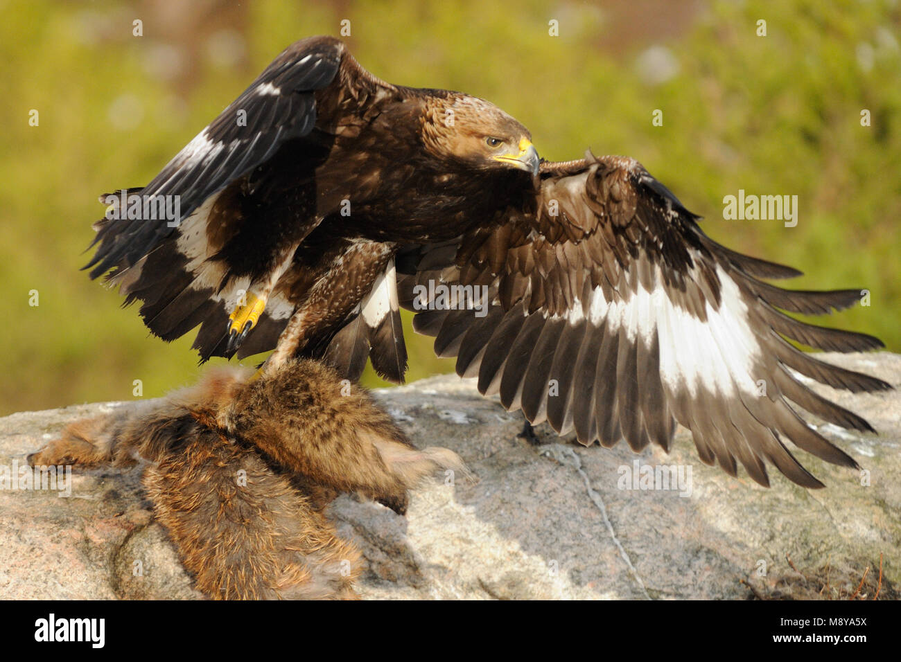 Golden Eagle feeding from a prey Stock Photo - Alamy