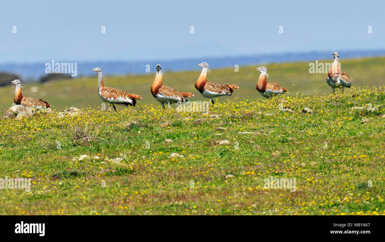 Great Bustard in Spain Stock Photo - Alamy