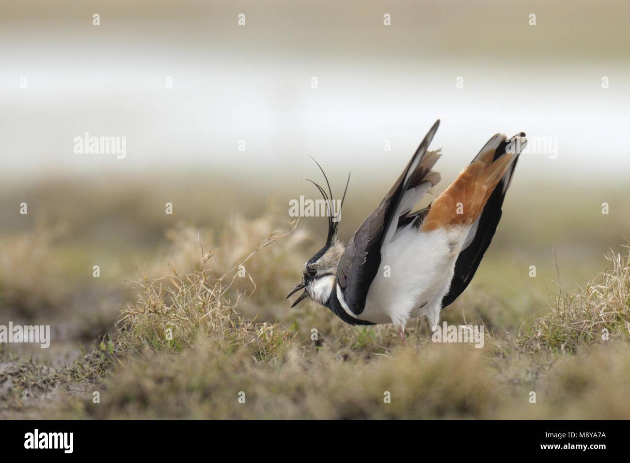 Lapwing display hi-res stock photography and images - Alamy
