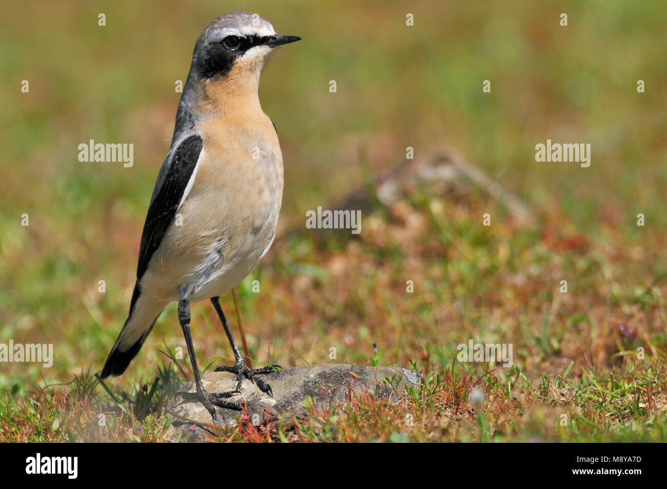 male Northern Wheatear Stock Photo - Alamy