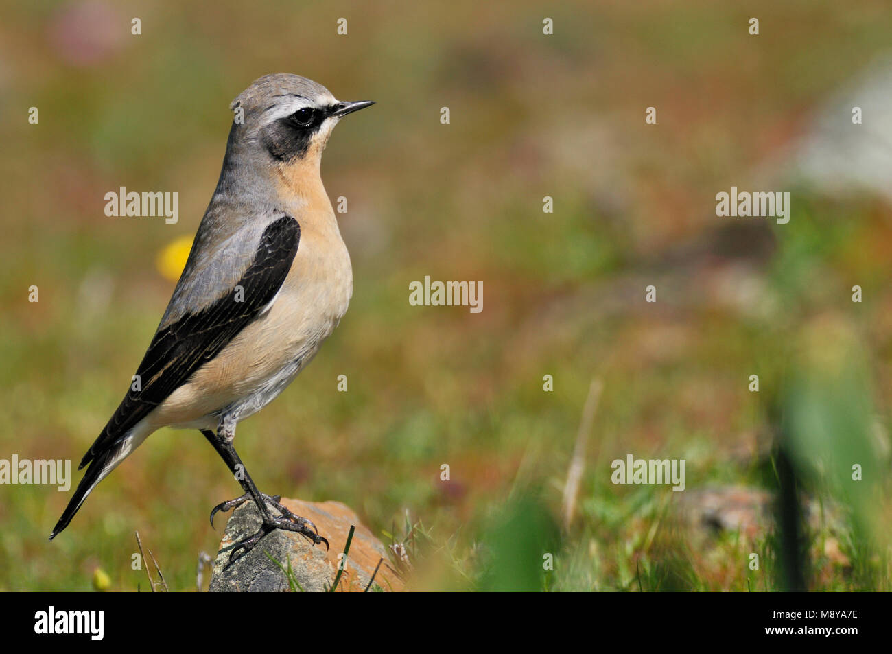 male Northern Wheatear Stock Photo - Alamy