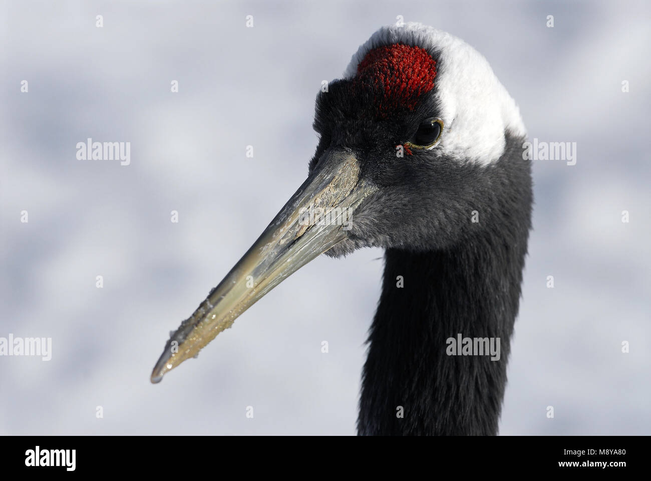 Red crowned crane head hi-res stock photography and images - Alamy