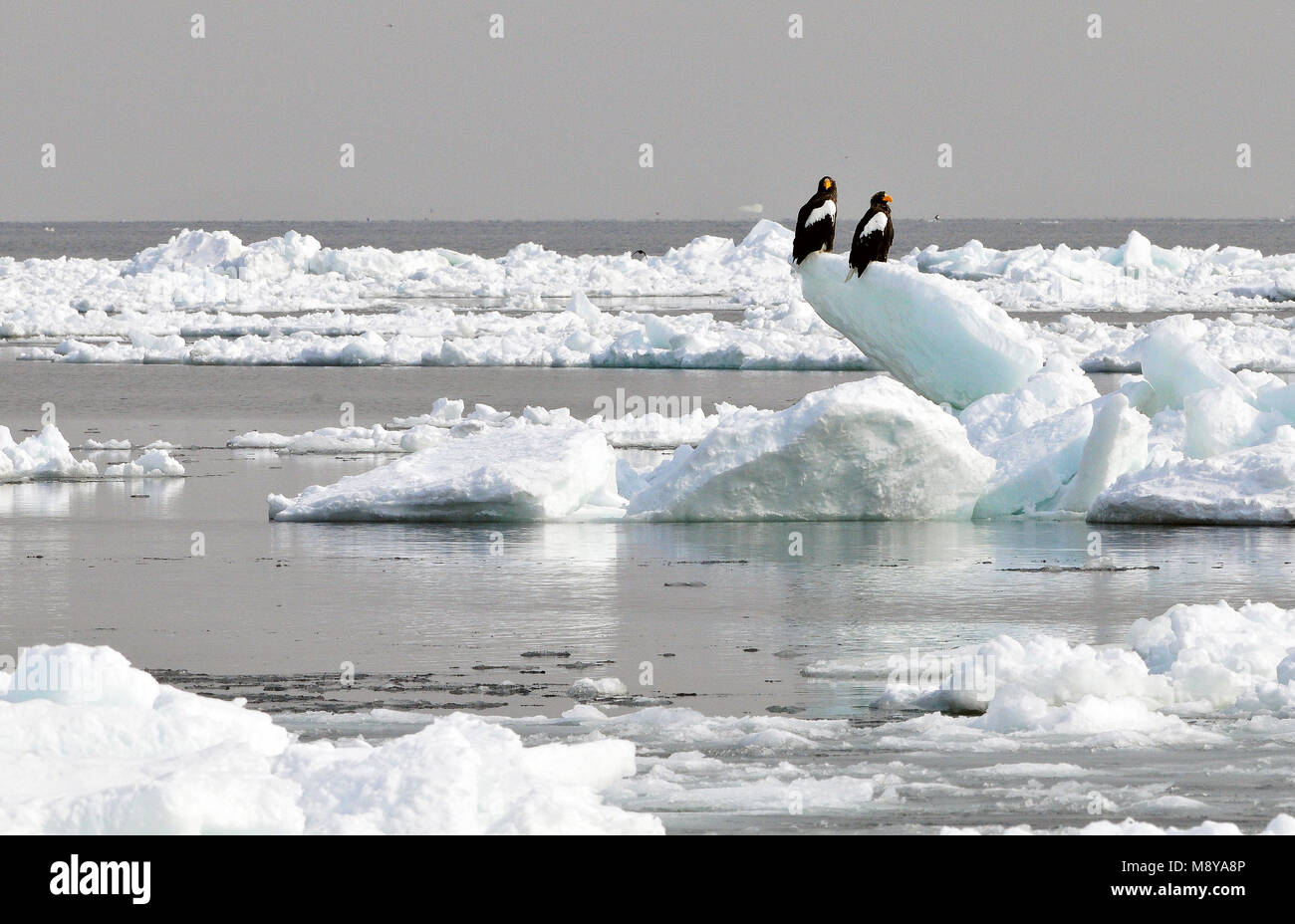 Steller's Sea-Eagle during winter in Hokkaido, Japan Stock Photo - Alamy