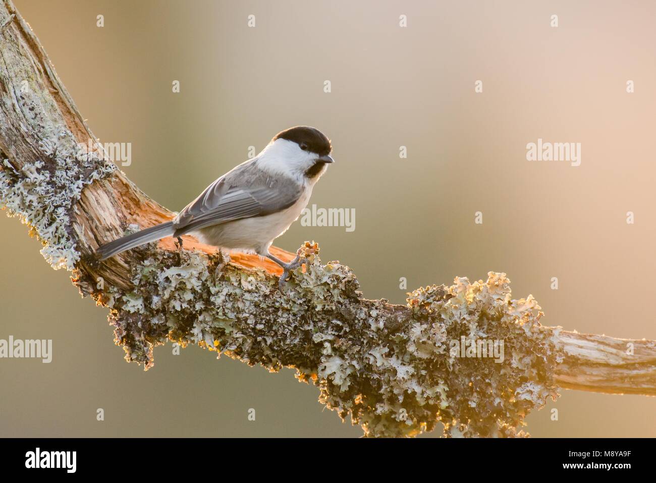 Matkop op tak, Willow Tit on a branch Stock Photo - Alamy