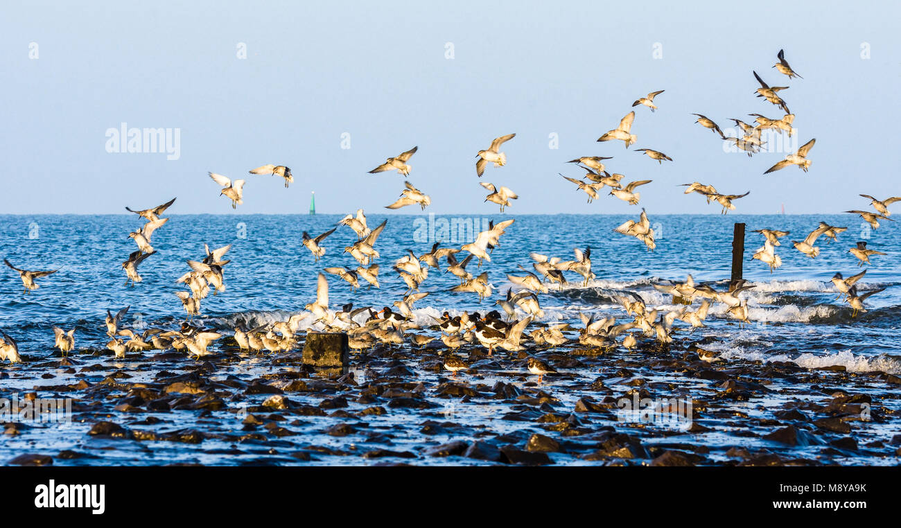 Groep Kanoet dalend, Group of Red knots descending, Calidris canulus ...