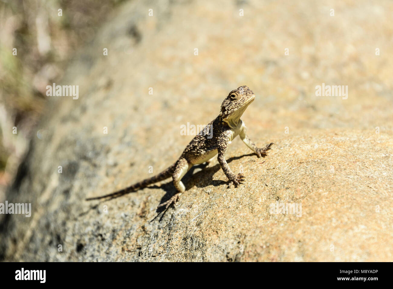 Bloukop koggelmander hi-res stock photography and images - Alamy