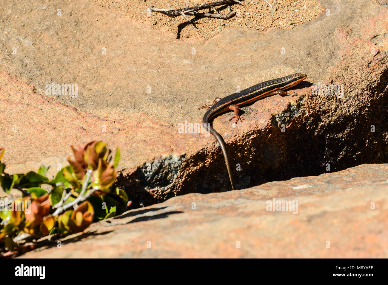 A sunbathing red-sided Skink (Trachylepis homalocephala Stock Photo - Alamy