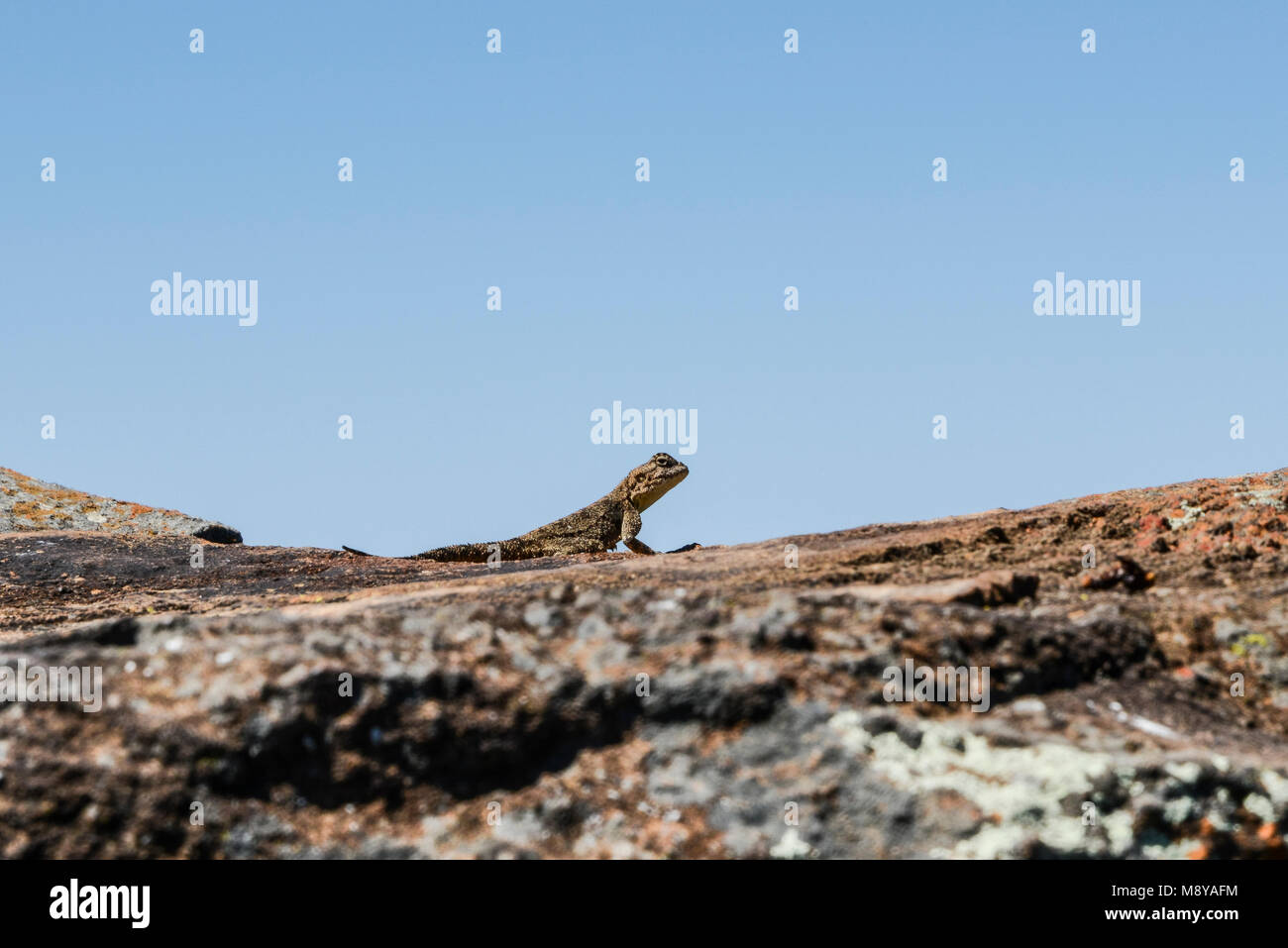 A southern rock agama (Agama atra) on a rock at the Valley Of ...