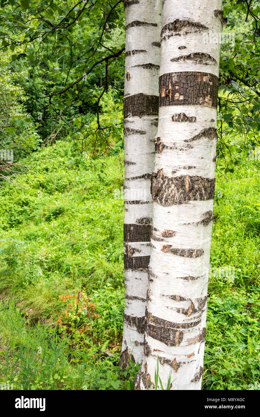 Birch tree trunk on green forest background Stock Photo - Alamy