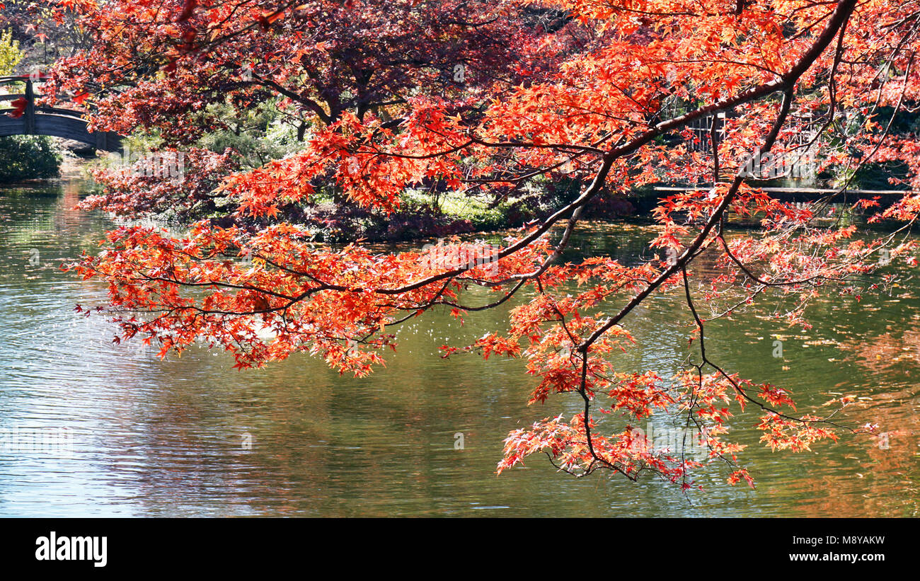 Japanese maple turning colors in the Fall Stock Photo - Alamy