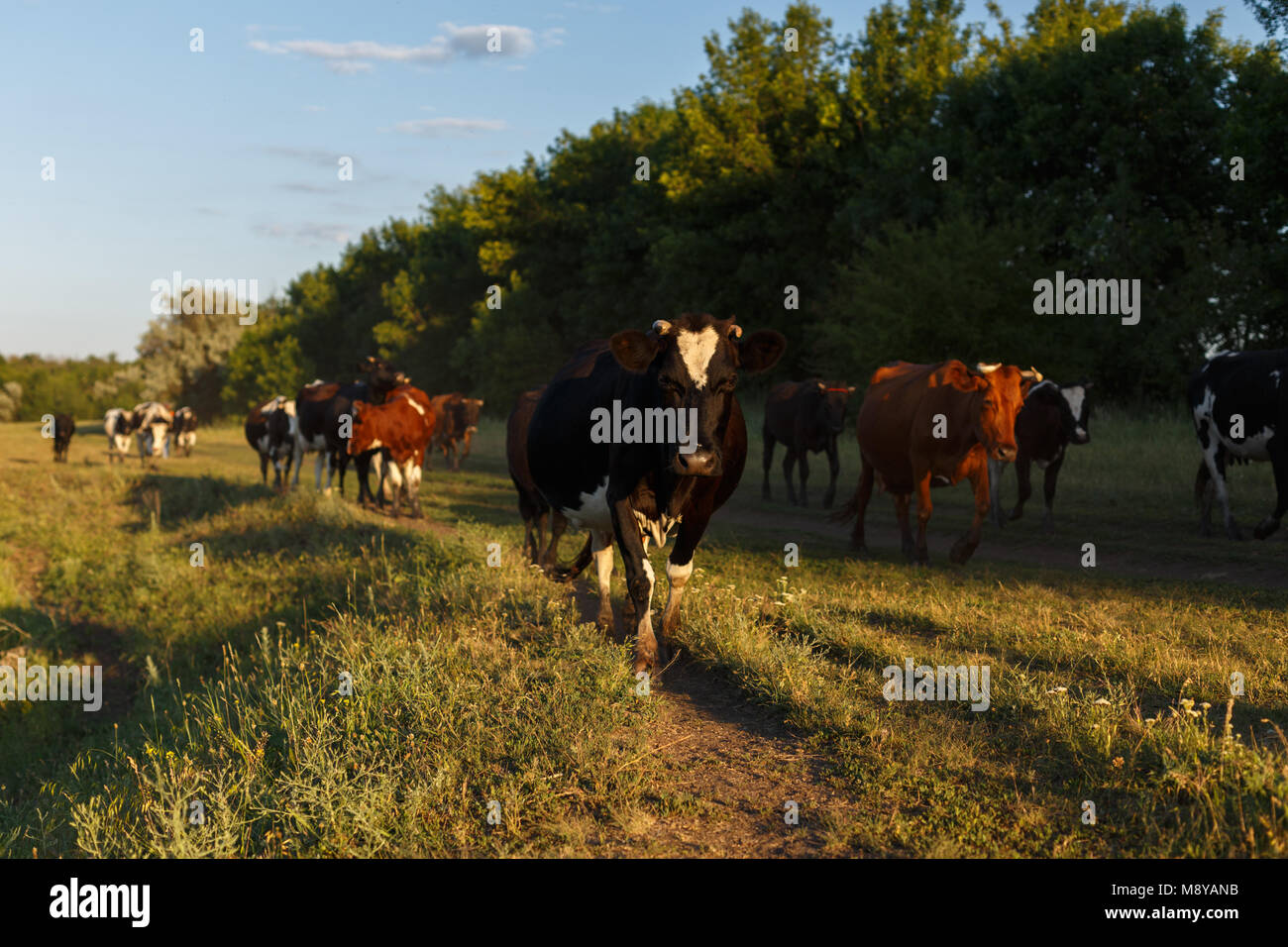 Cows moving on a summer pasture Stock Photo - Alamy
