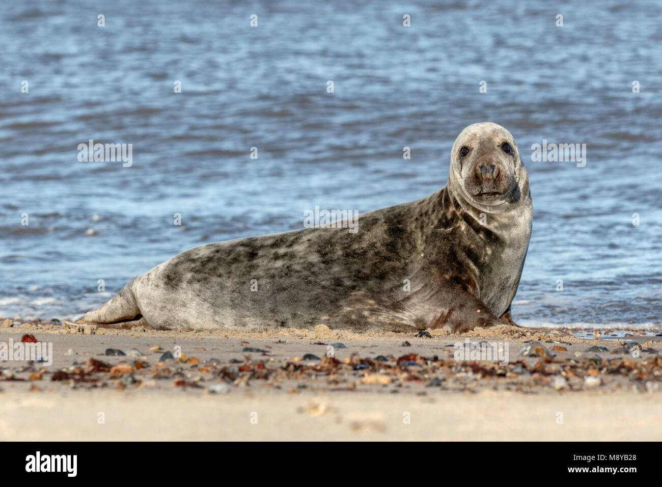 Adult seal with young hi-res stock photography and images - Alamy
