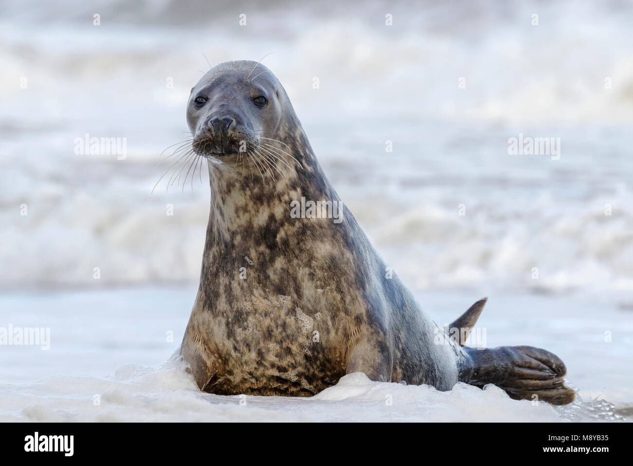 Atlantic Grey Seal female Stock Photo - Alamy