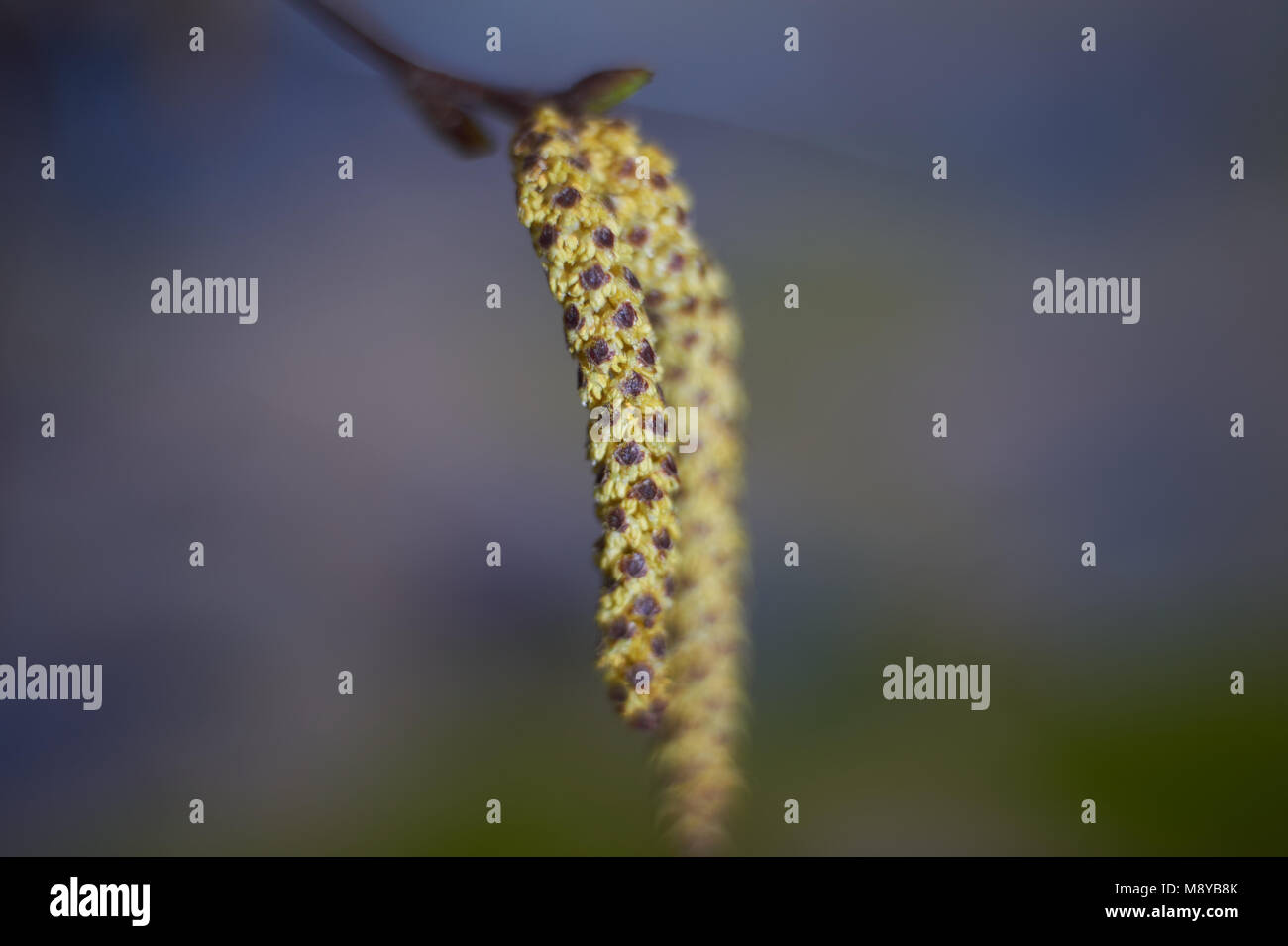 Black alder tree hi-res stock photography and images - Alamy