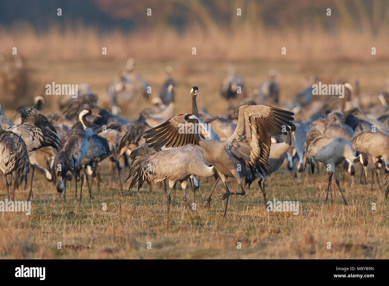 Common cranes dancing in their natural habitat in Sweden Stock Photo ...