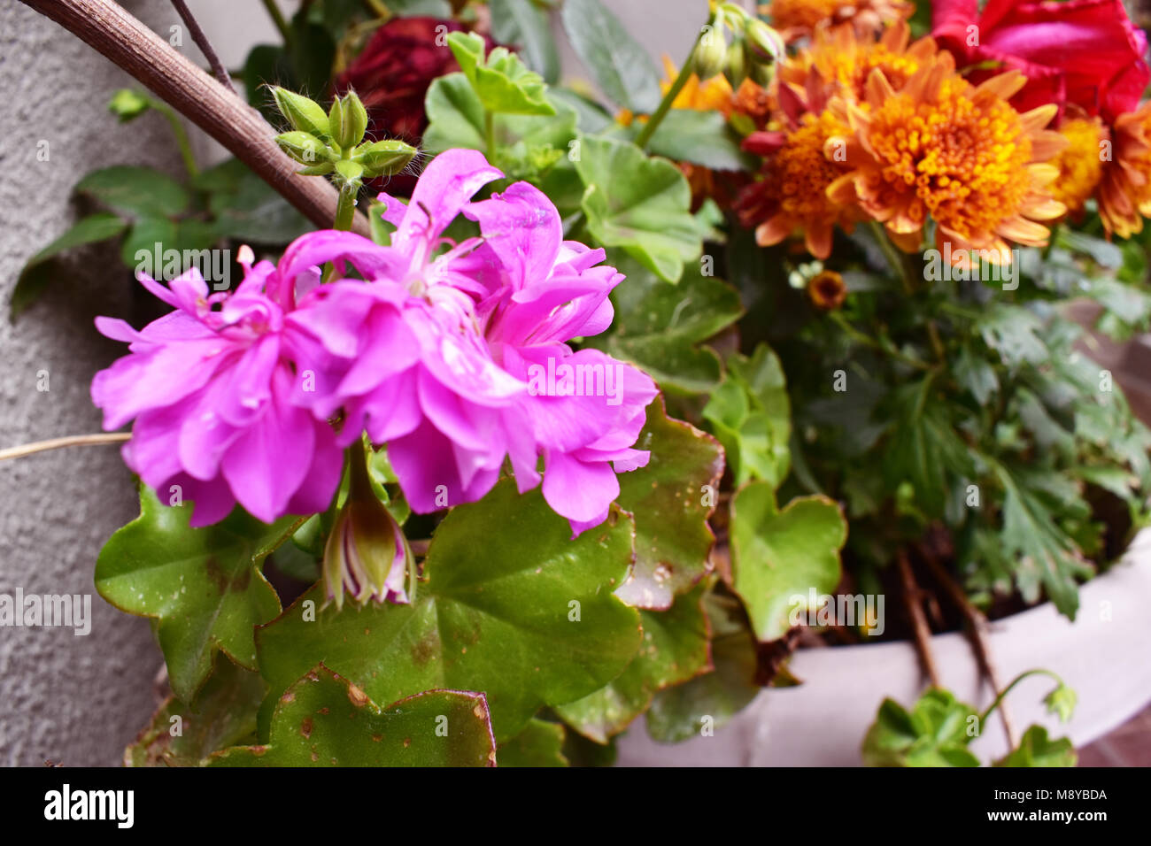 Flowers in spring, many vivid colors Stock Photo - Alamy