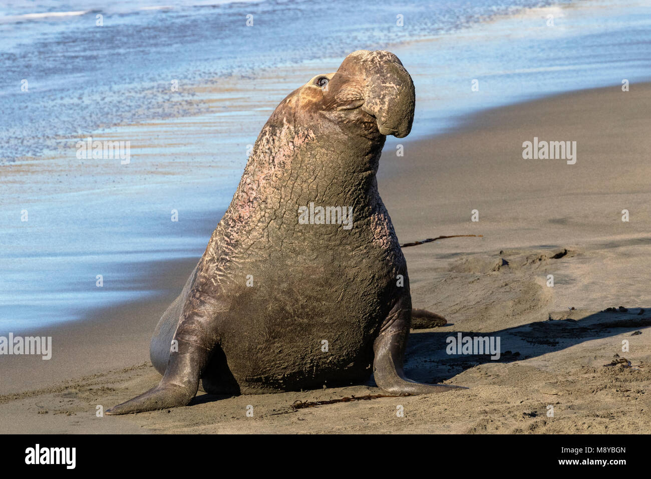 Northern Elephant Seal Stock Photo - Alamy