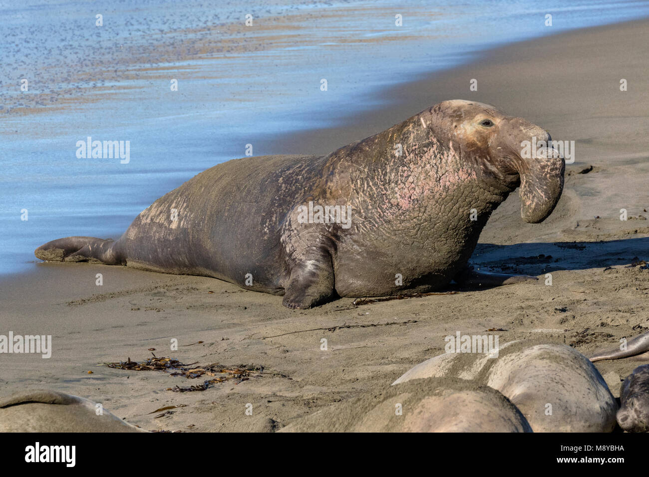 Northern Elephant Seal Stock Photo - Alamy