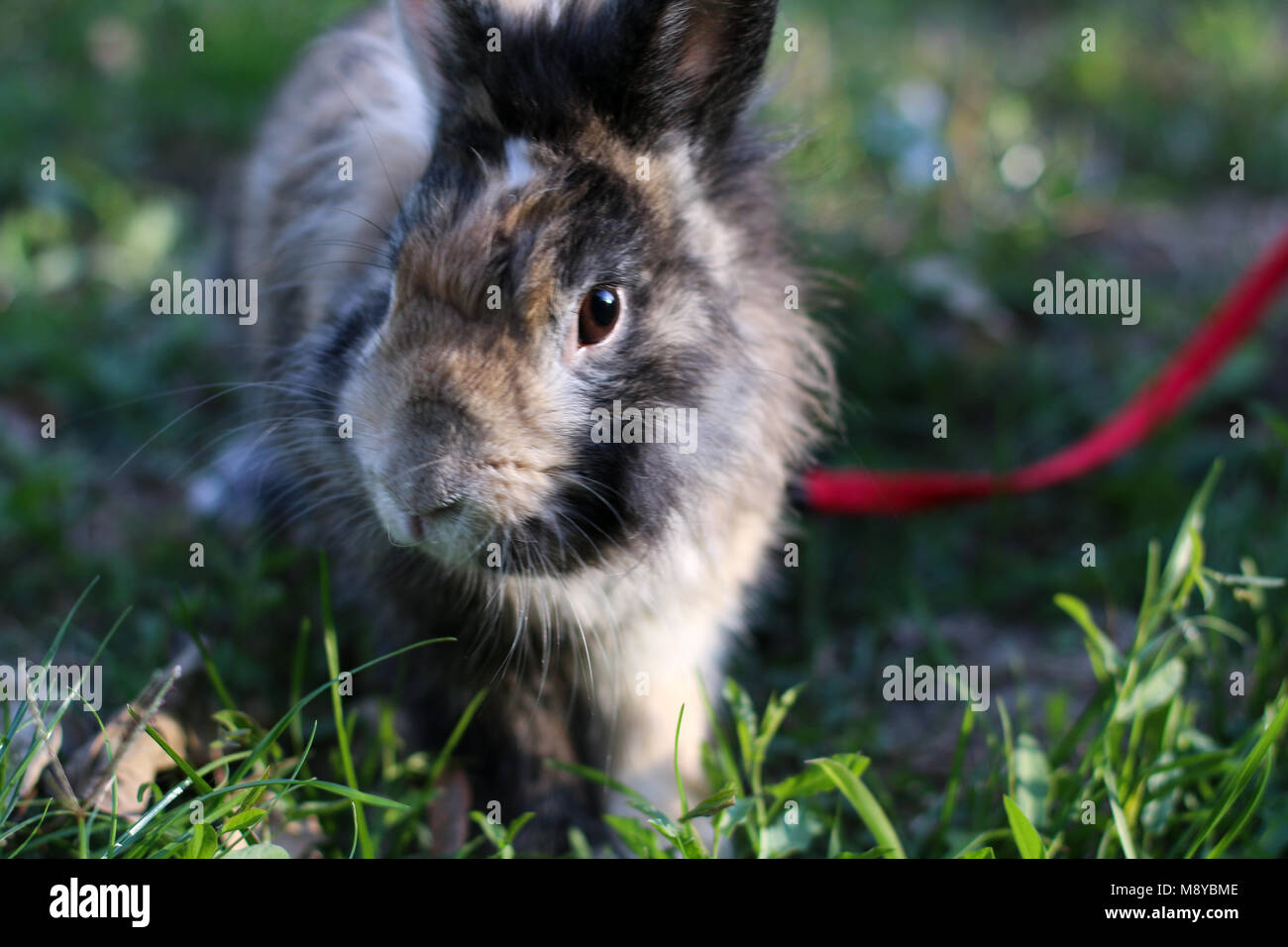 Cute pet dwarf rabbit outdoors on the grass Stock Photo - Alamy