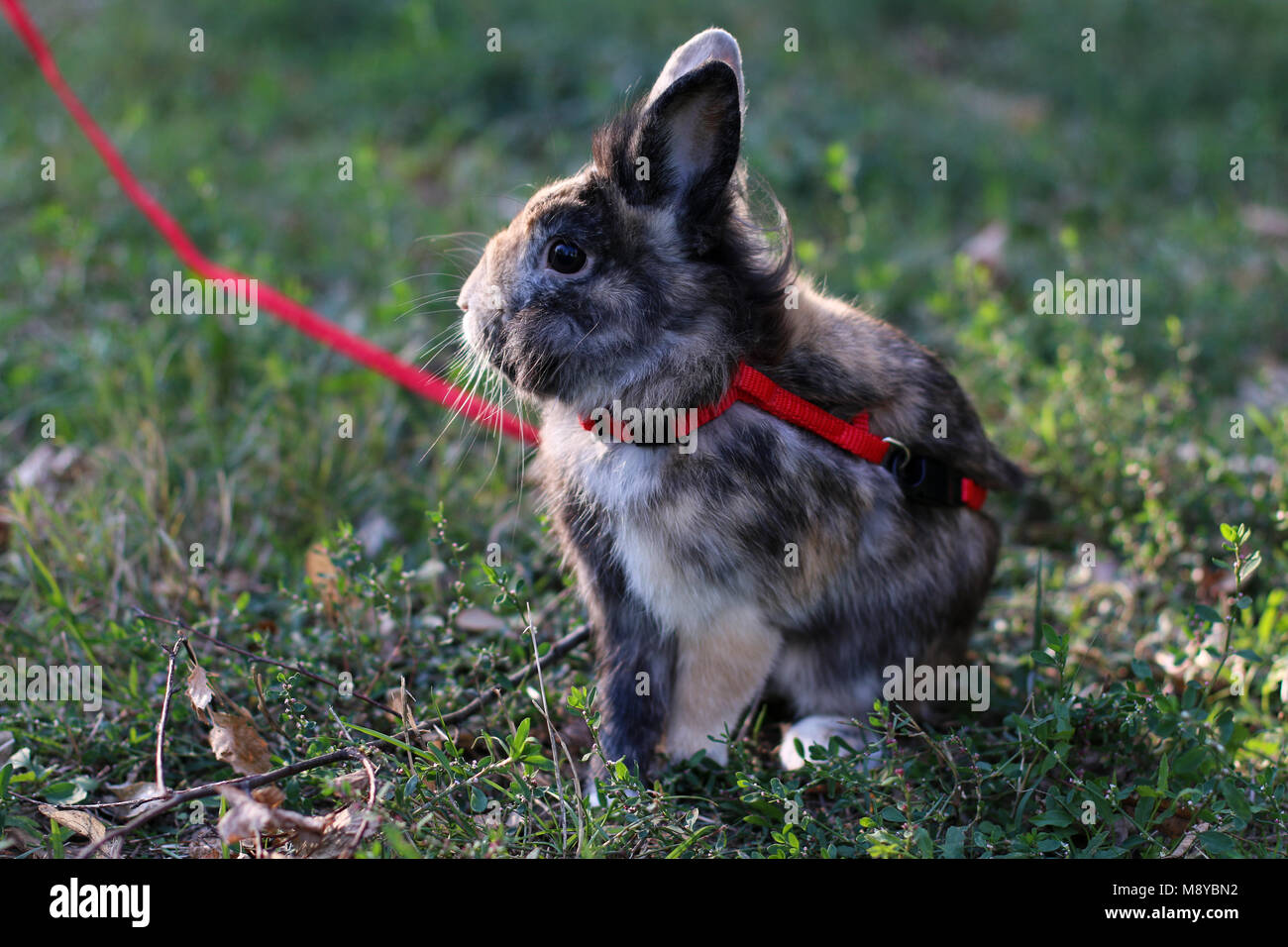 Pet dwarf rabbit on the grass, outdoors on a rope, observing, exploring ...