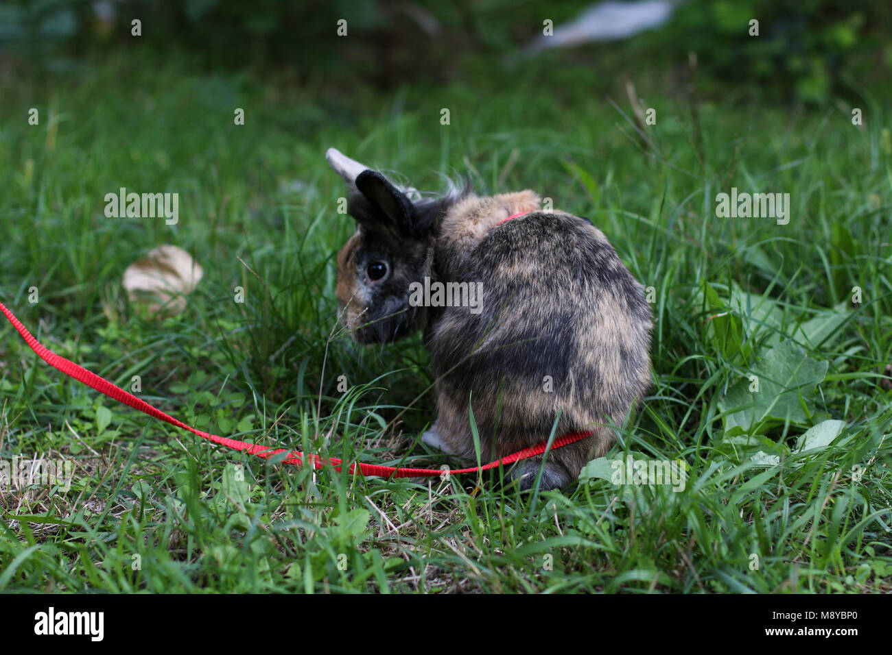 Pet dwarf rabbit on the grass, outdoors on a rope, observing, exploring ...