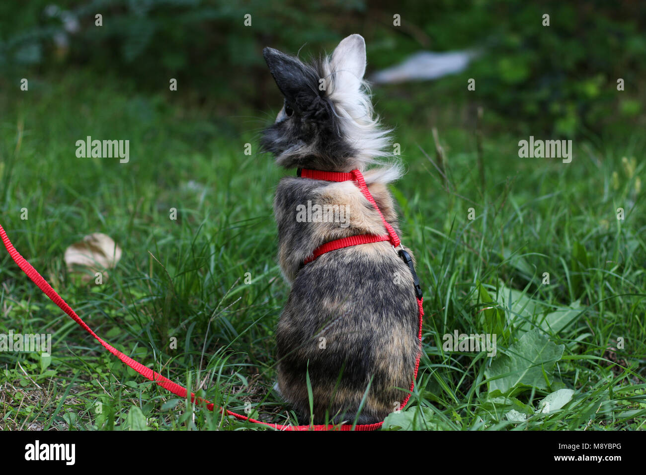 Cute pet dwarf rabbit standing on the grass, from behind Stock Photo ...