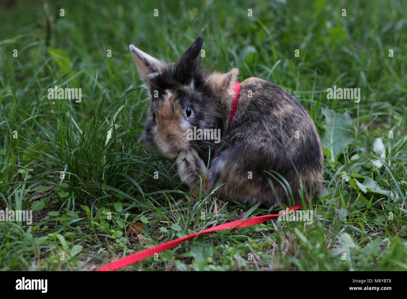 Cute pet dwarf rabbit cleaning her foot outdoors on the grass Stock ...
